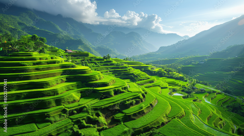Lush green terraced rice fields on a mountain slope with sunlight ...