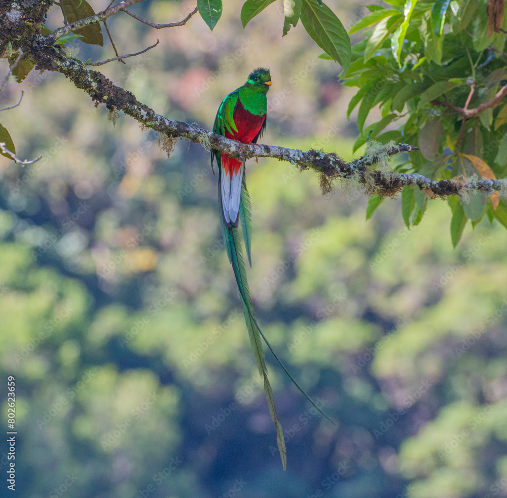 resplendent quetzal (Pharomachrus mocinno) in its emerald green colours ...