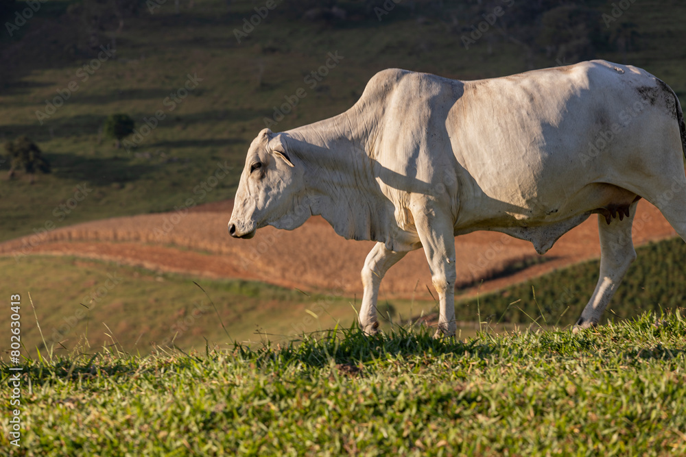 Gado pastando, Pecuária brasileira, Gado de corte Stock Photo | Adobe Stock