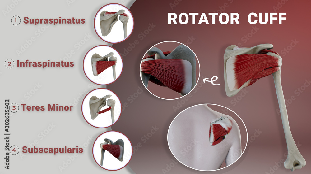 Rotator Cuff Muscle Anatomy - Red Background Stock Illustration | Adobe ...