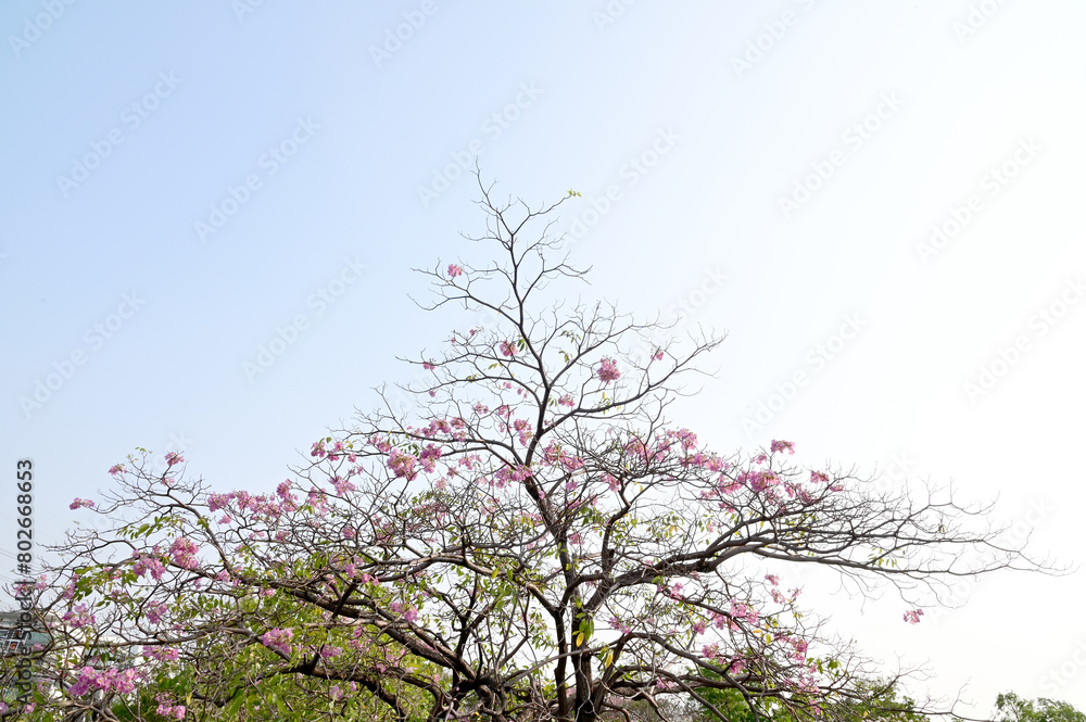Queen's Flower, Queen's crape myrtle, Pride of India, Jarul, Pyinma or ...