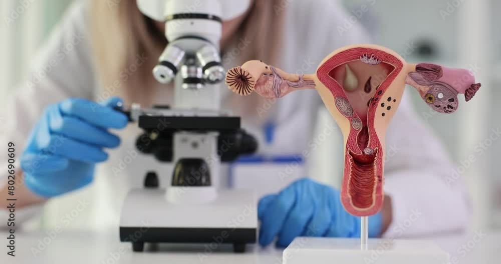 Scientific study of the female reproductive system revealing the uterus ...
