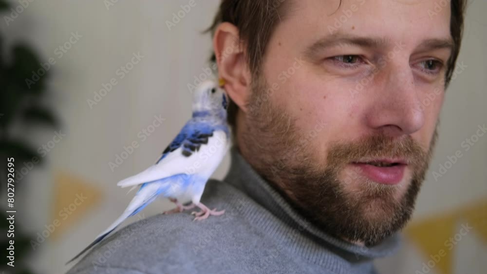 Budgerigar playing with handsome man. Budgie. Funny blue purple ...