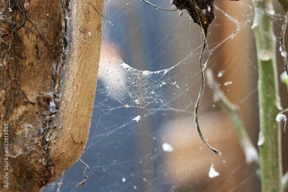 spiders web and dew hanging between tree trunks with dead leaves ...