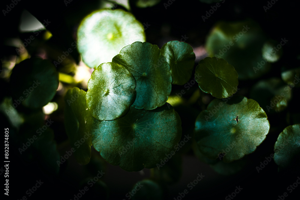 The Hydrocotyle verticillata grows in a spreading trend and branches ...