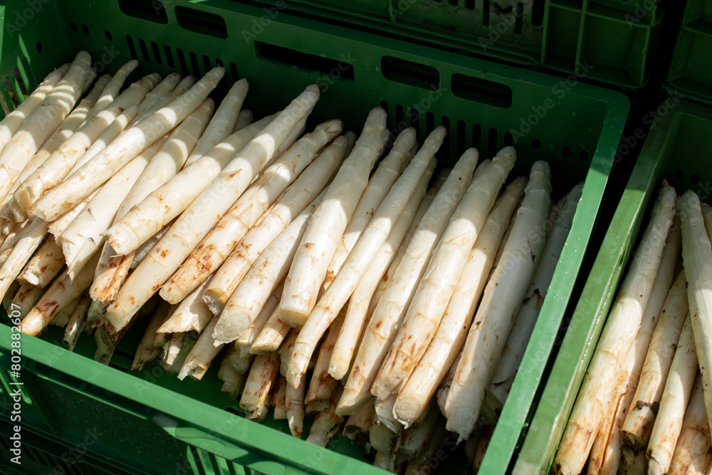 Spargel stechen im Frühjahr auf dem Feld. Stock Photo | Adobe Stock