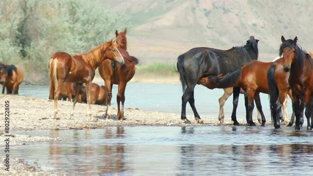 The untamed spirit of feral horses, domesticated stock, as they roam ...