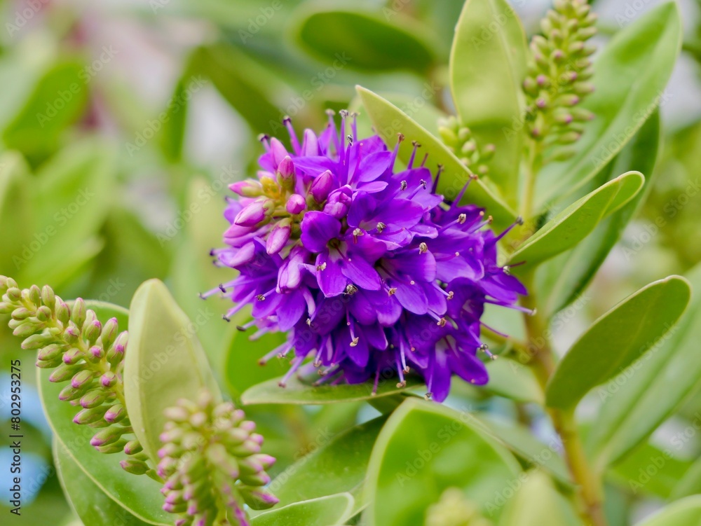 Flowers of the New Zealand hebe, showy hebe, showy-speedwell, the Māori ...