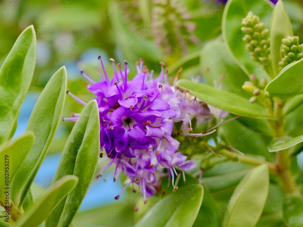 Fotka „Flowers of the New Zealand hebe, showy hebe, showy-speedwell ...