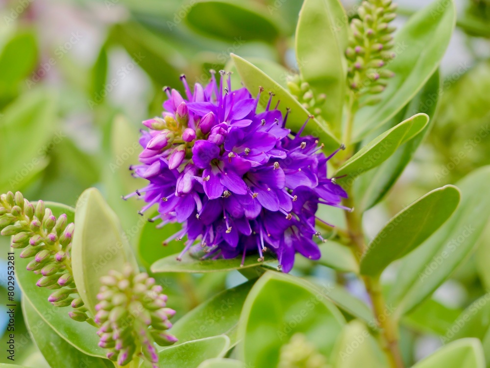 Foto de Flowers of the New Zealand hebe, showy hebe, showy-speedwell ...