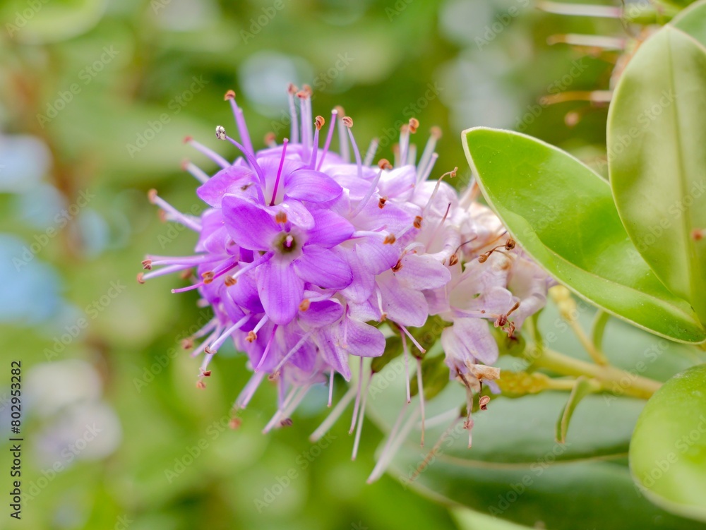 Flowers of the New Zealand hebe, showy hebe, showy-speedwell, the Māori ...