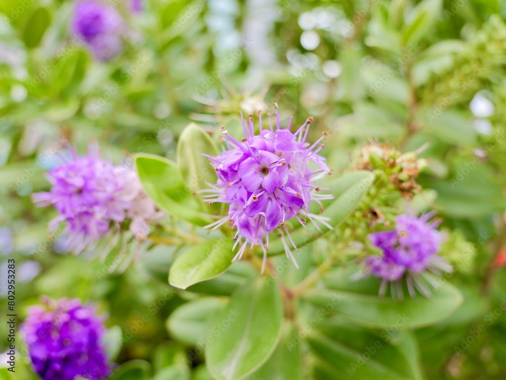 Flowers of the New Zealand hebe, showy hebe, showy-speedwell, the Māori ...
