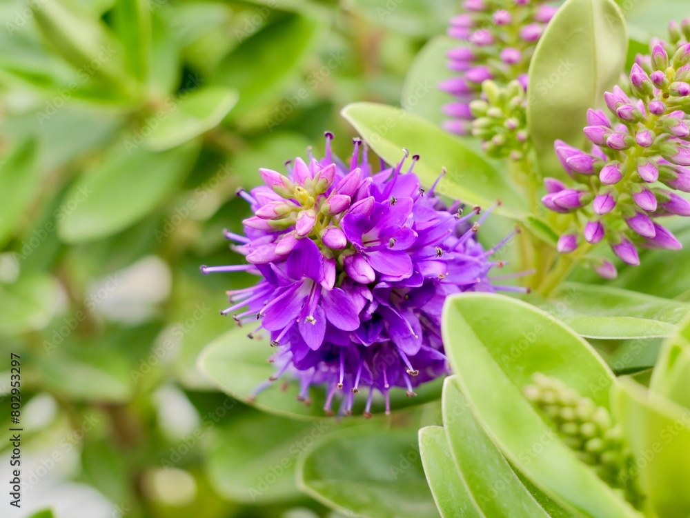 Flowers of the New Zealand hebe, showy hebe, showy-speedwell, the Māori ...