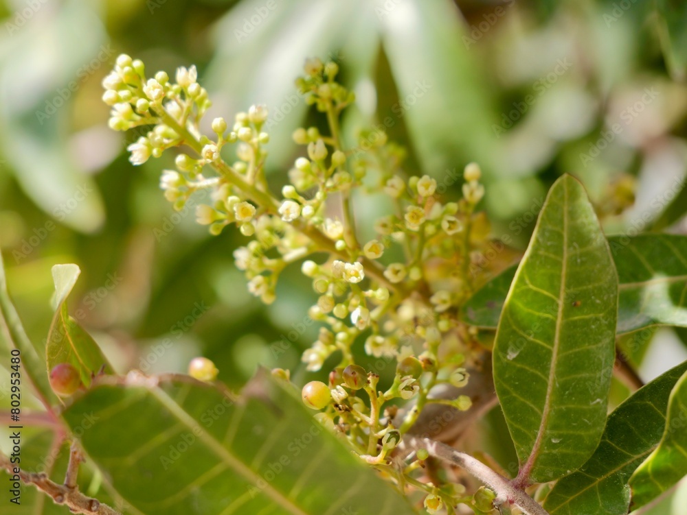 Flowers and fruits of the Mt. Atlas mastic tree, Atlas pistachio ...