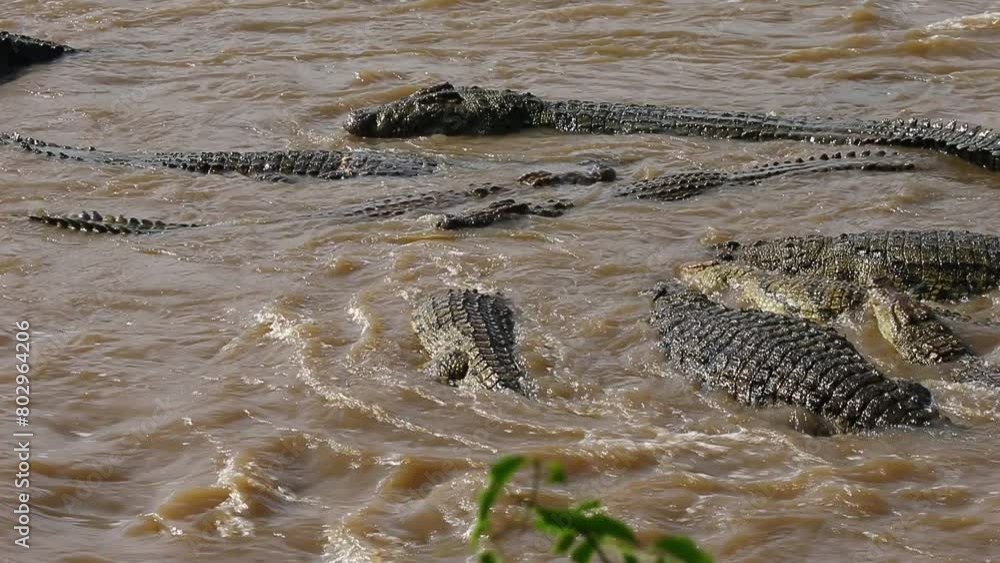 Nile crocodiles are eating wildebeest in the Mara river. Kenya. Masai ...