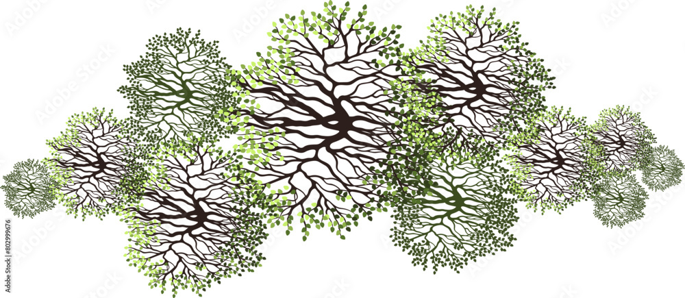 Tree for architectural floor plans. Entourage design. Various trees ...