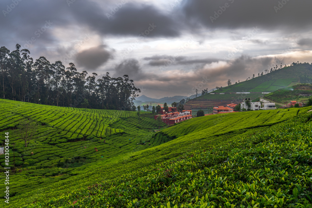 Nilgiris beauty of Ooty tea estates, where emerald-green fields meet ...
