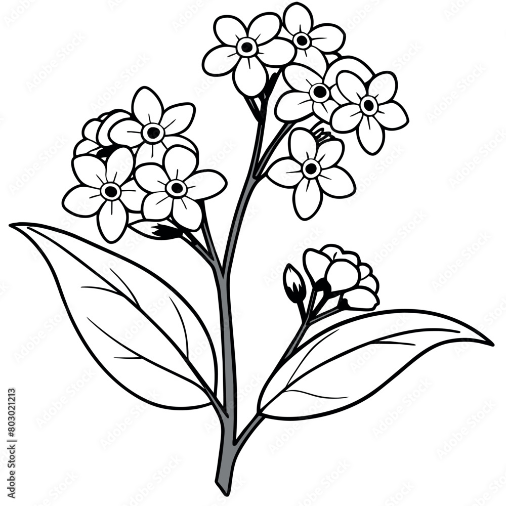 Forget Me Not flower plant outline illustration coloring book page ...