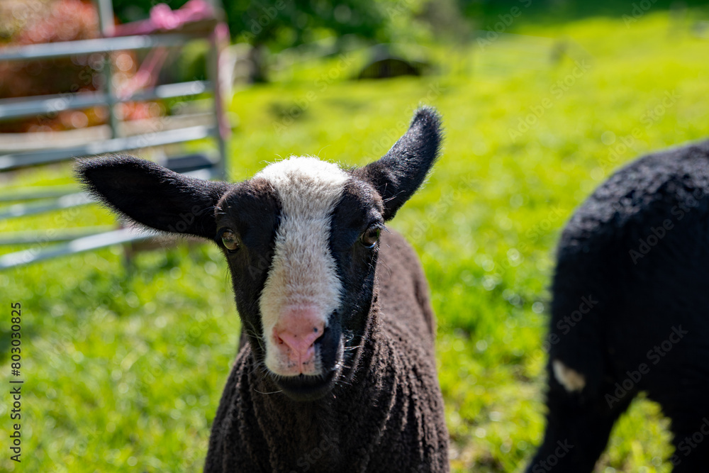Cute black and white faced lamb, sheep stood in a green grass field on ...
