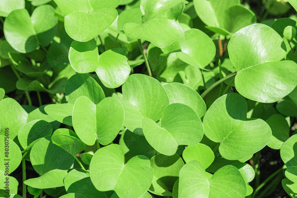 Lush Green Beach Morning Glory. Dense coverage of green grass leaves at ...