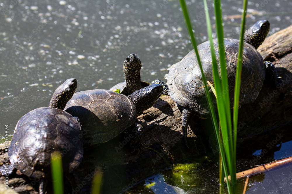 Swamp turtle. Emys orbicularis L. Swamp turtle - are predators. They prefer food of animal ...