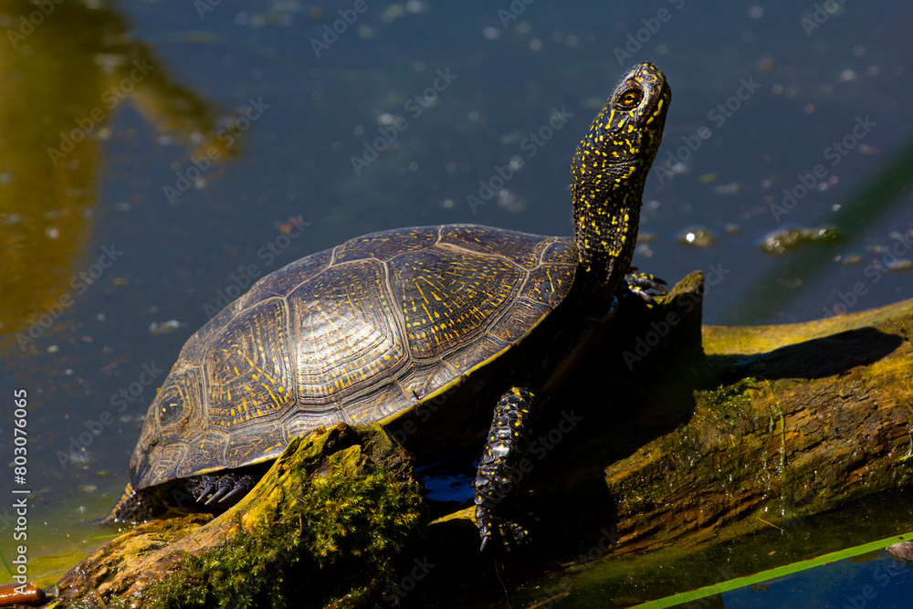 Swamp turtle. Emys orbicularis L. Swamp turtle - are predators. They ...