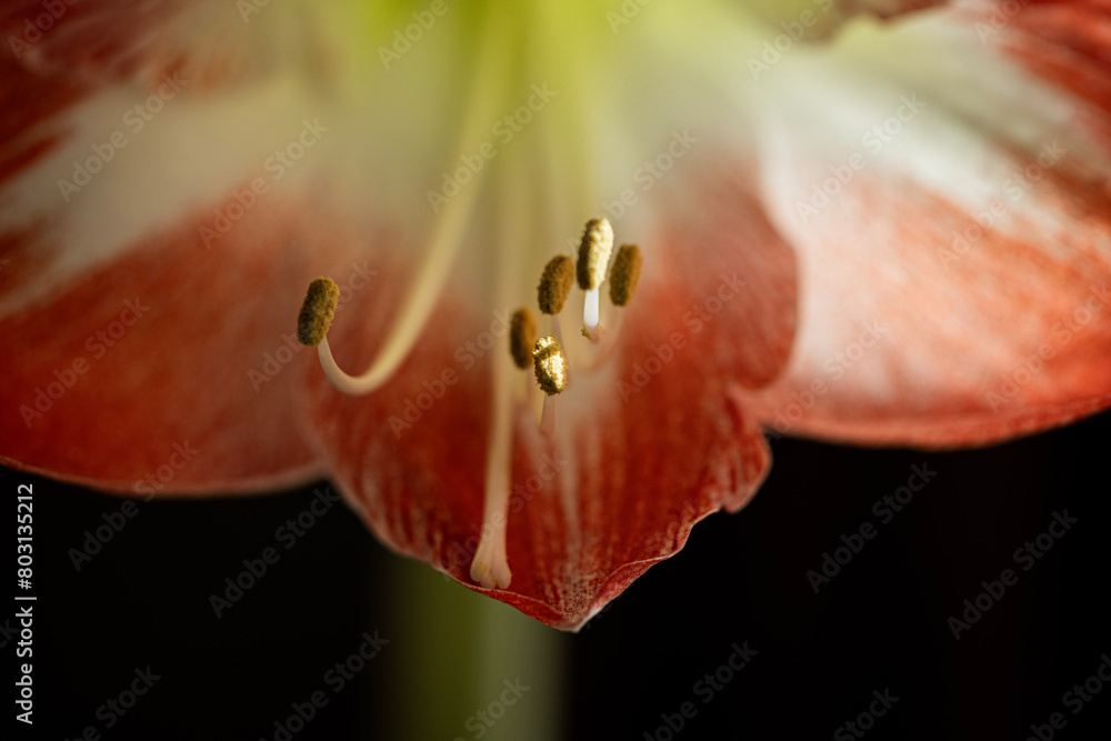 The stamen is the male reproductive organ of a flower, crucial for ...