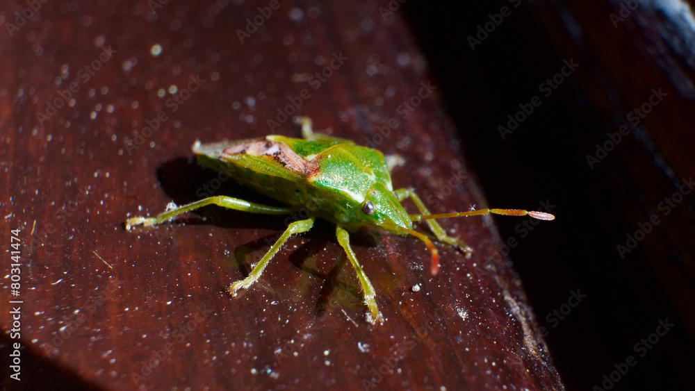 Acanthosomatidae Fart bug. Stink pine beetle. Cyphostethus tristriatus ...