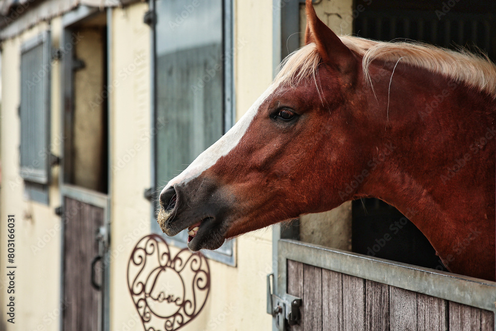 Horse, stallion looks out of his stable, he neighs and is flying Stock ...