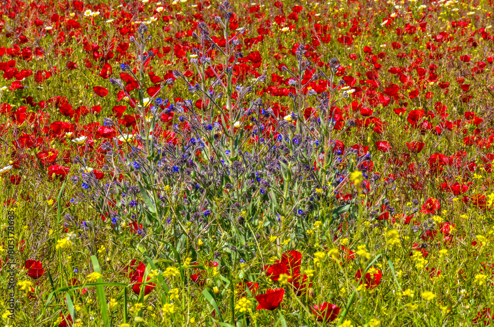 wild red poppies and Italian bugloss on the meadow (Alacati, Turkiye ...