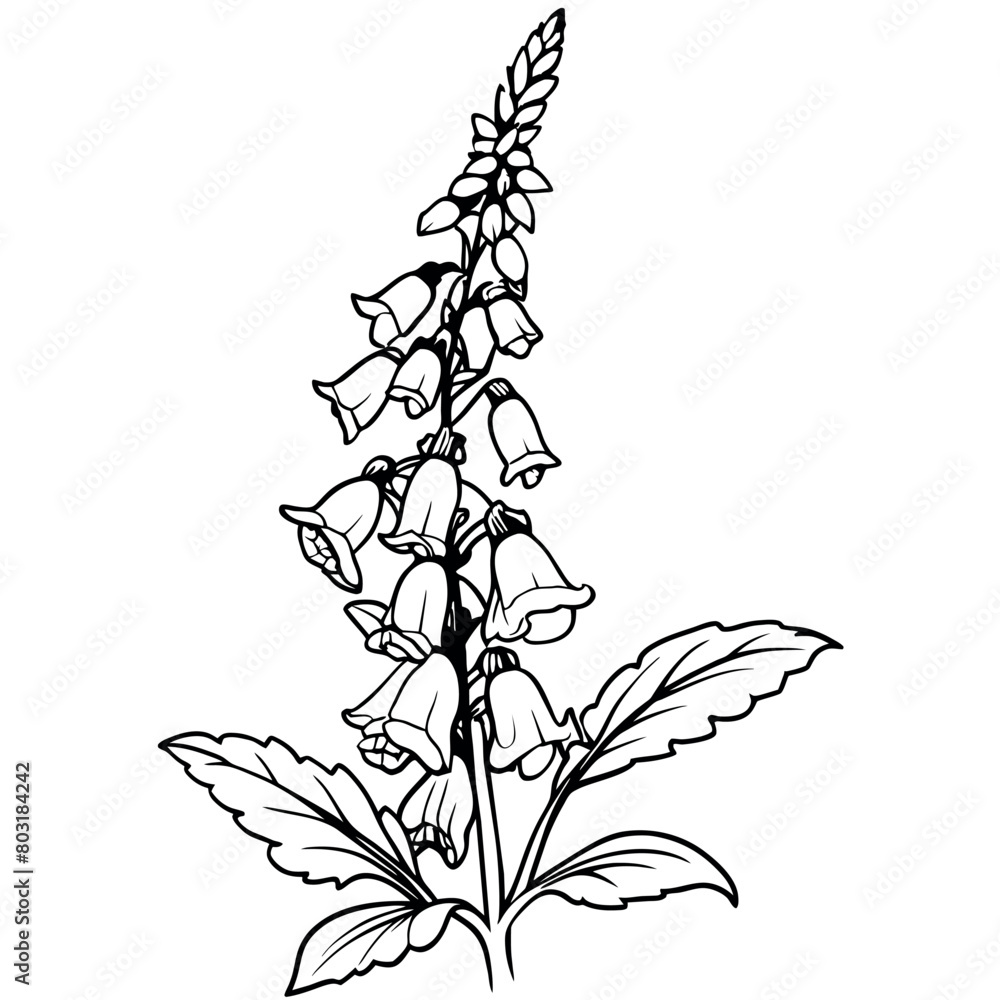 Foxglove flower plant outline illustration coloring book page design ...