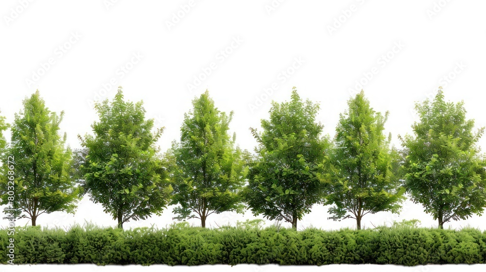 Cutout tree line. Row of green trees and shrubs in summer isolated on ...