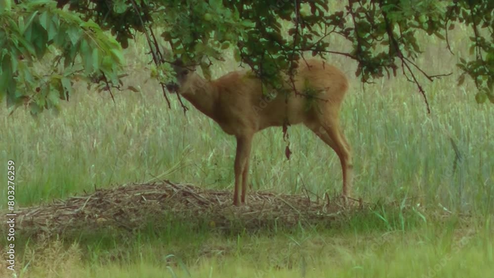 Male of Roe deer, Capreolus capreolus looking for food in green fields ...