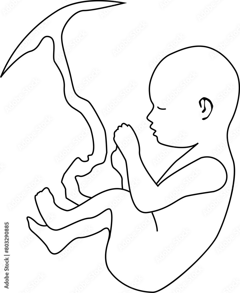 Baby in embryo position with umbilical cord. Outline vector ...