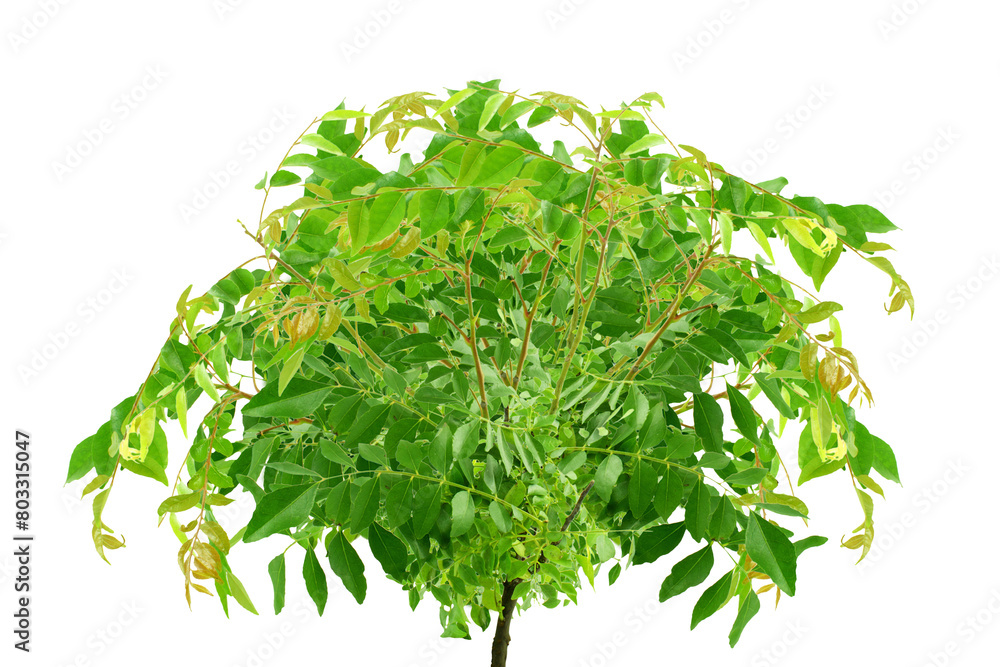 fresh indian spice plant curry leaves or curry patta herb plant use in ...