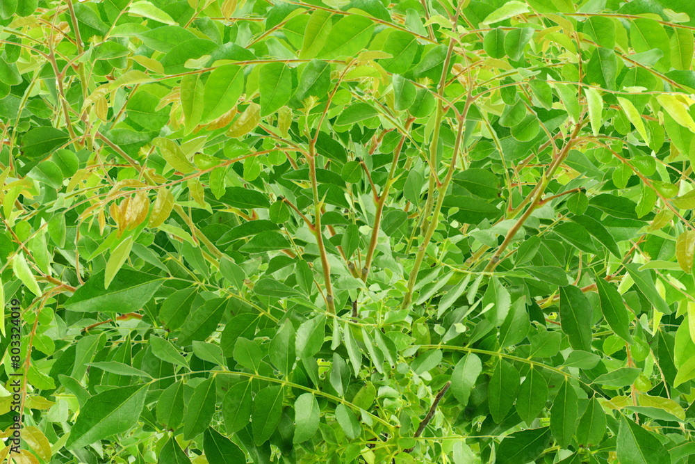 fresh indian spice plant curry leaves or curry patta herb plant use in ...