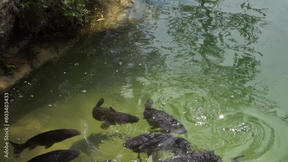 Carps swim in a small pond. The common carp or European carp (Cyprinus ...