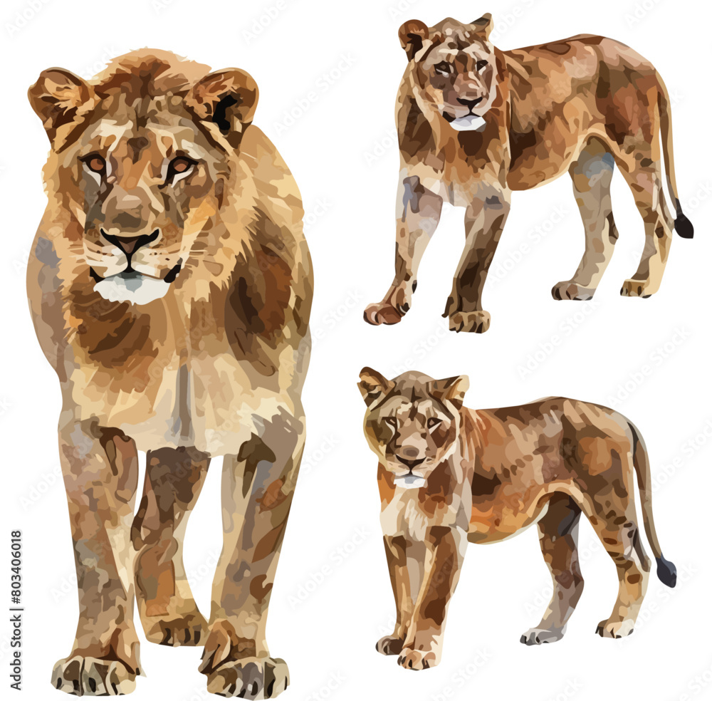 Watercolor drawing vector of set lioness (female lion), isolated on a ...