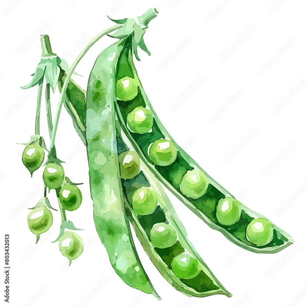 Watercolor Illustration of a pea, isolated on a white background ...