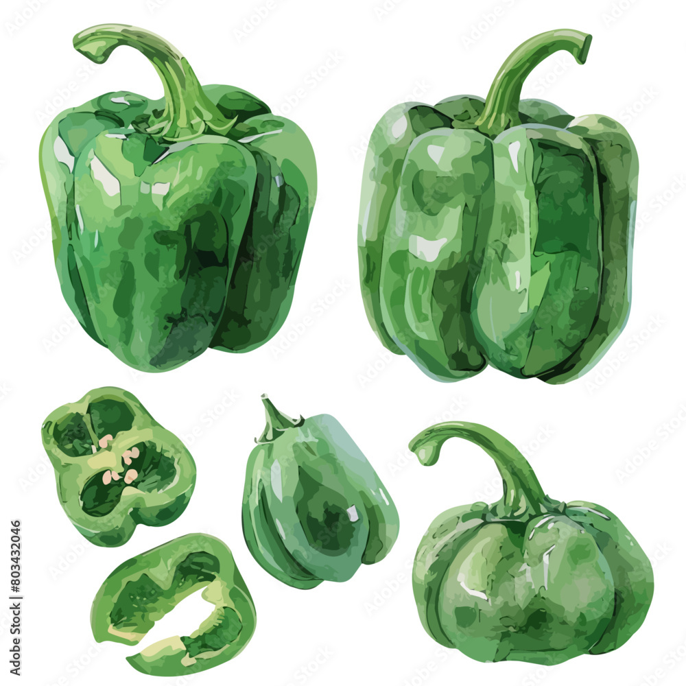 Vecteur Stock Watercolor vector of green capsicum, isolated on a white ...
