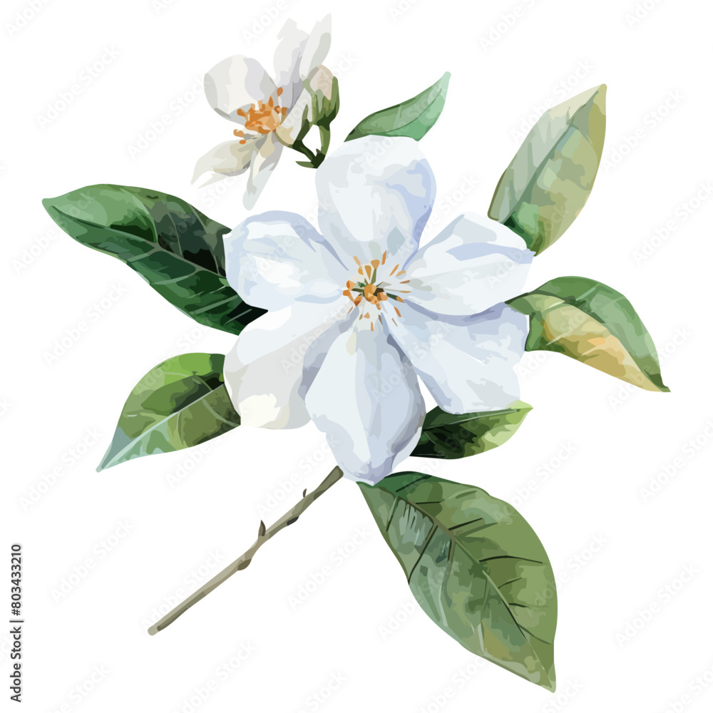 Watercolor Illustration of a jasmine flower, isolated on a white ...