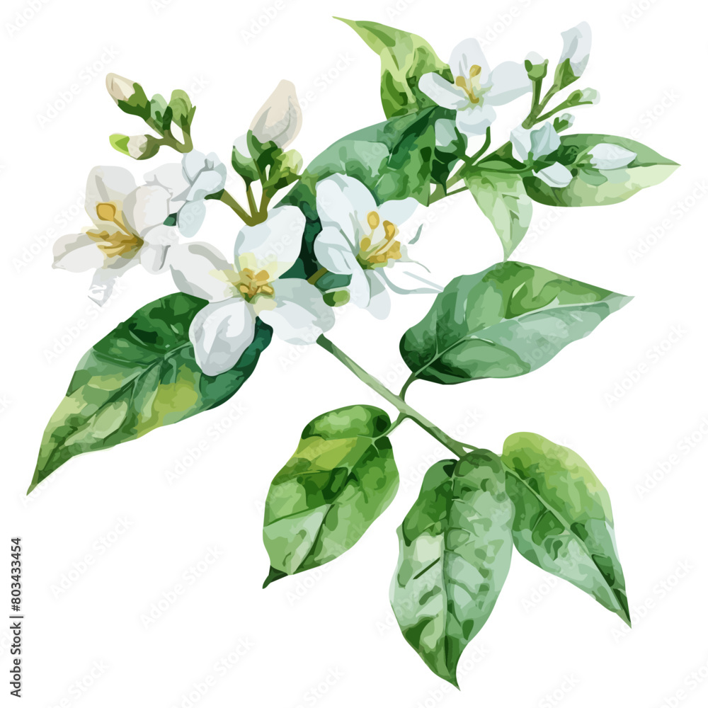 Watercolor painting of a jasmine flower, isolated on a white background ...