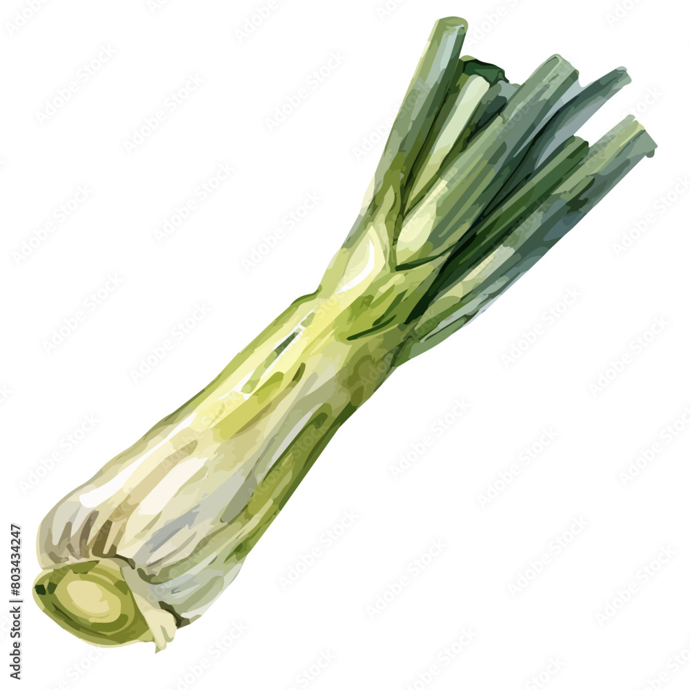 Watercolor drawing clipart of a leek, isolated on a white background ...