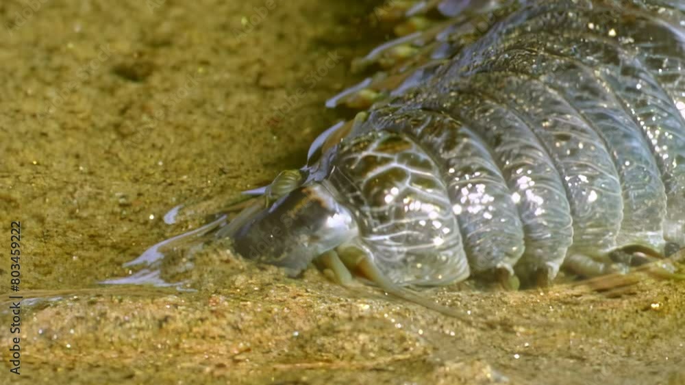 Underwater sea worm Nereis virens on sandy seafloor, close up. Clean ...