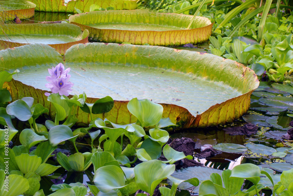 Closeup of large flat green leaves of Water lily or other exotic ...