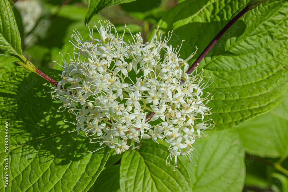 Cornus Sanguinea - red dogwood plant in flower. Cornus with tiny white ...