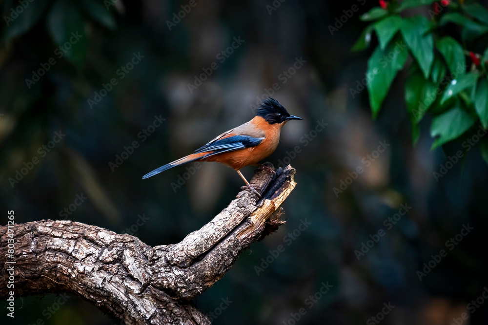 Rufus Sibia: Attractive orange arboreal bird with blue-tinged wingtips ...