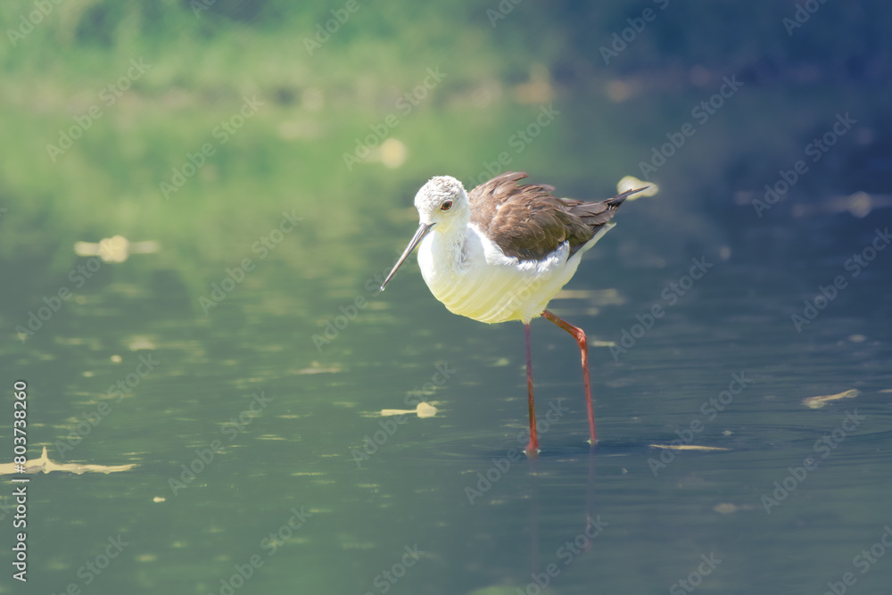 Black-winged Stilt The black-winged stilt is a widely distributed, very ...