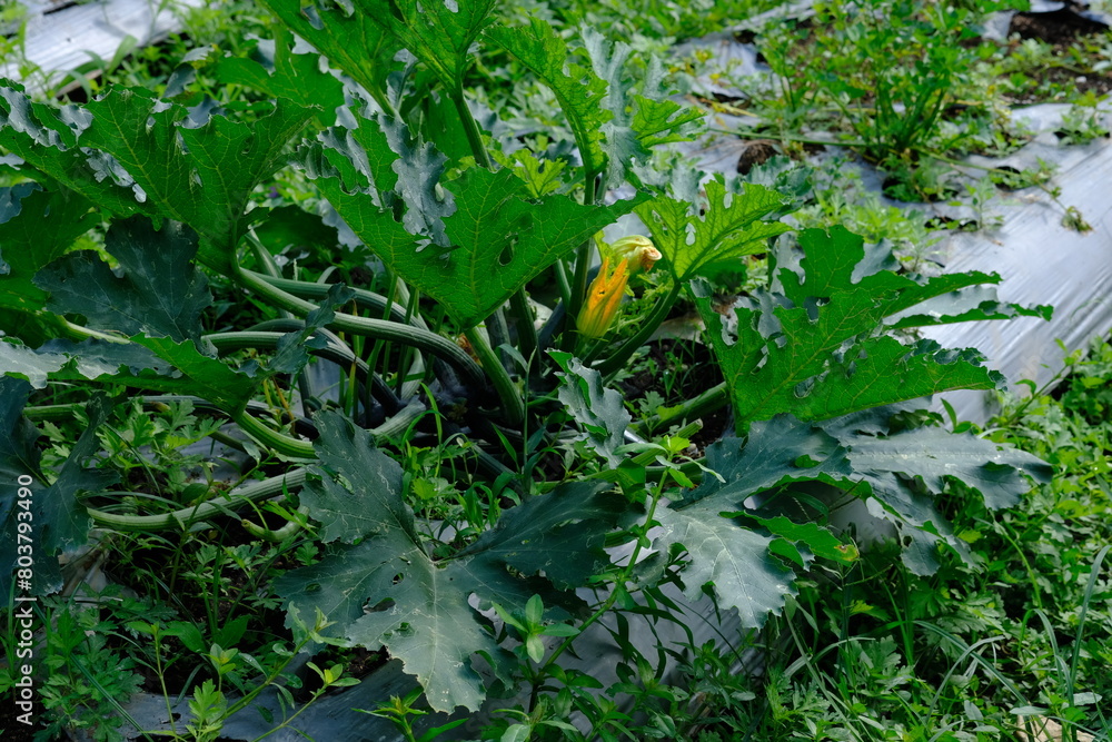 Zucchini (from Italian, zucchini (plural) or zucchino (singular)) is a ...