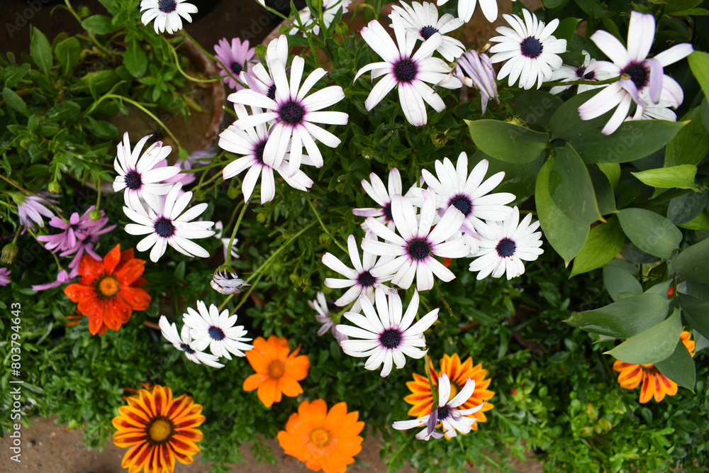 White Cape marguerite Daisy flower closeup, a floral display of white ...